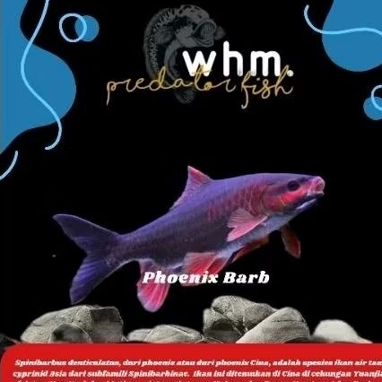 Jual Phoenix Barb /import cina 🇨🇳 12-13 cm (Mainan Ikan) | Shopee Indonesia