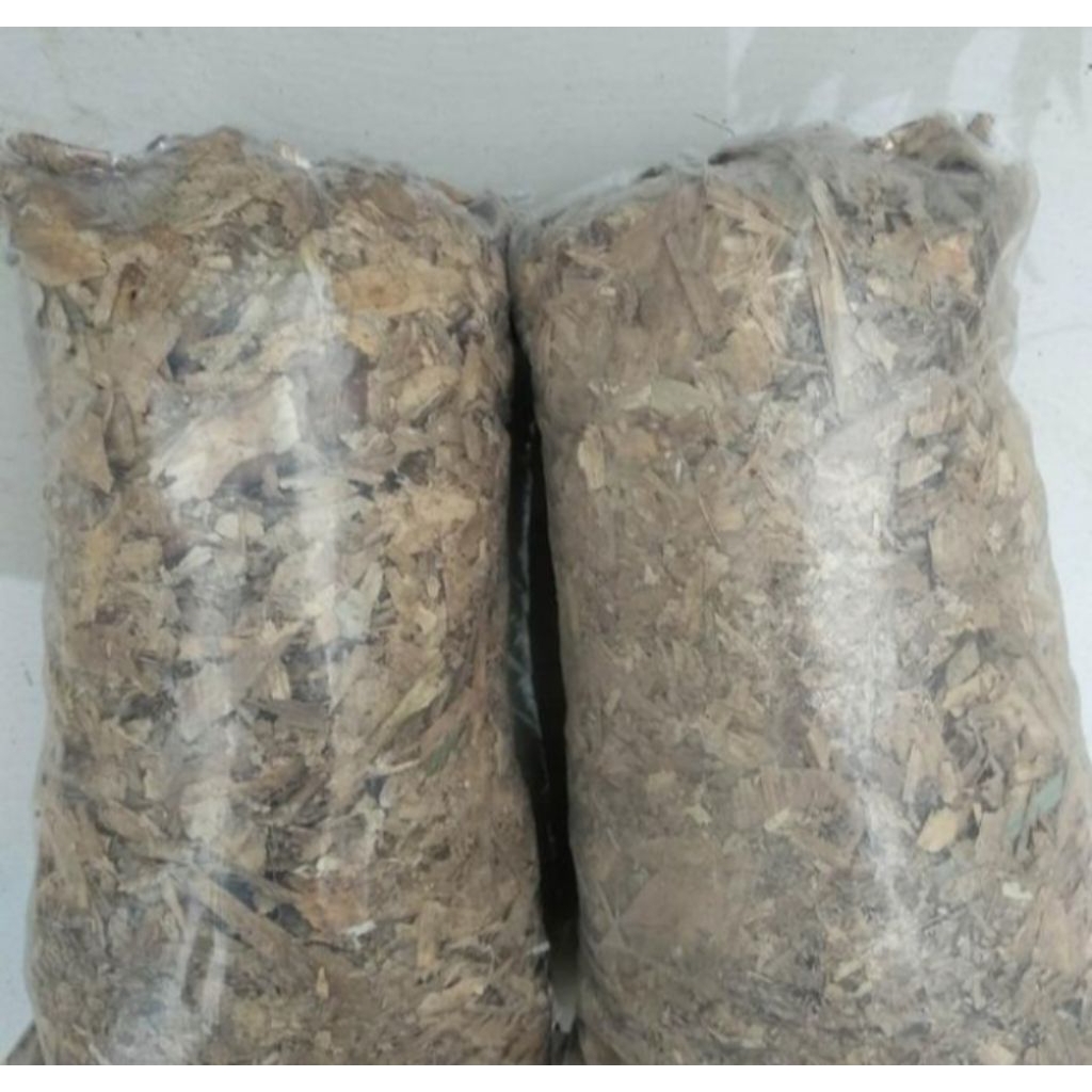 Jual media tanaman daun bambu | Shopee Indonesia