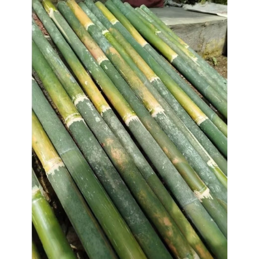 Jual TIANG BAMBU/BAMBU TIANG BENDERA / TONGKAT BAMBU P 2 m | Shopee ...