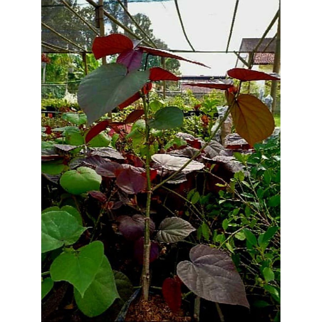 Jual bahan bonsai waru merah | Shopee Indonesia