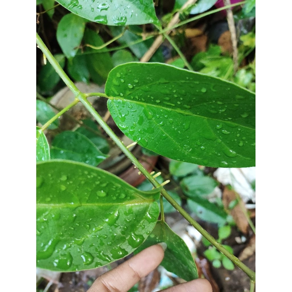 Jual daun cincau batang per 20 lembar | Shopee Indonesia