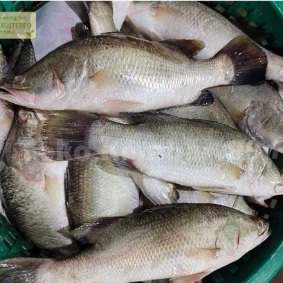 Jual Ikan Kakap Putih Segar Ikan Kakap Putih Baramundi Barramundi 1kg ...