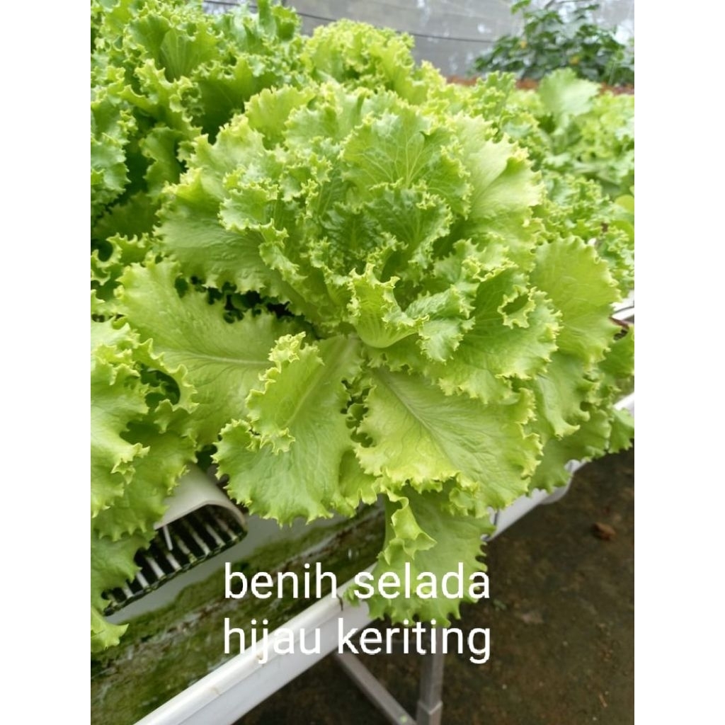 Jual 100 biji selada hijau keriting | Shopee Indonesia