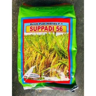 Jual PROMO TERBARU!!! Benih Padi Supadi SUPPADI 56 Hibrida F1 BISA (COD ...