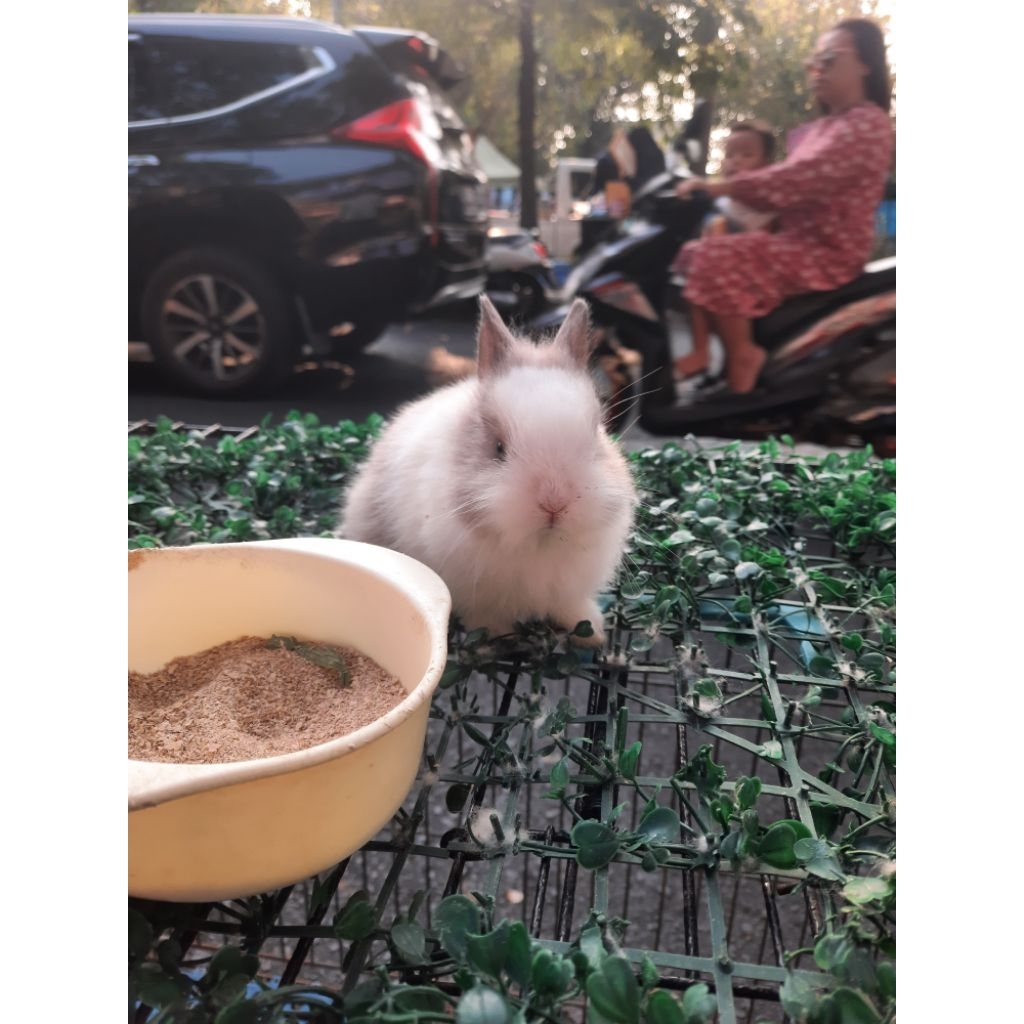 Jual kelinci mini Netherland Dwarf | Shopee Indonesia