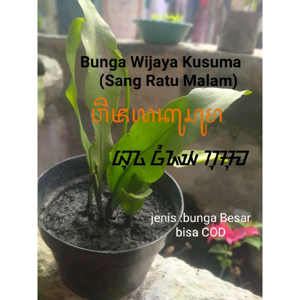Jual Bunga Wijaya Kusuma Jawa,Bunga Besar(sudah berakar) | Shopee Indonesia