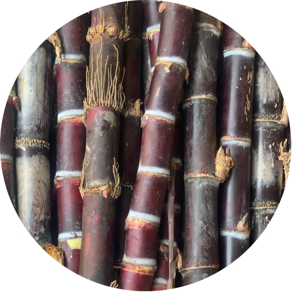 Jual tebu hitam asli ukuran 20cm | Shopee Indonesia