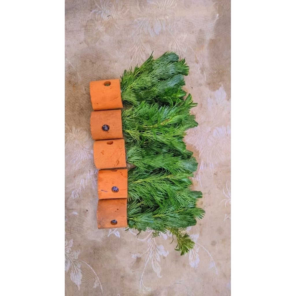 Jual 5pot | Cabomba green Tanaman Aquascape hiasan akuarium | Shopee ...