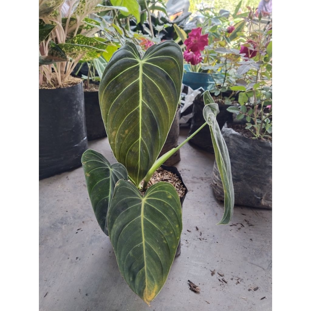 Jual philo melano cantik tanaman hiass | Shopee Indonesia