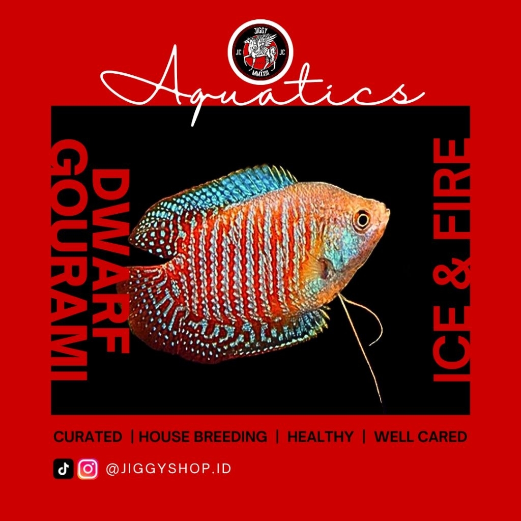 Jual DWARF GOURAMI ICE & FIRE - ikan hias air tawar | gurami kerdill ...