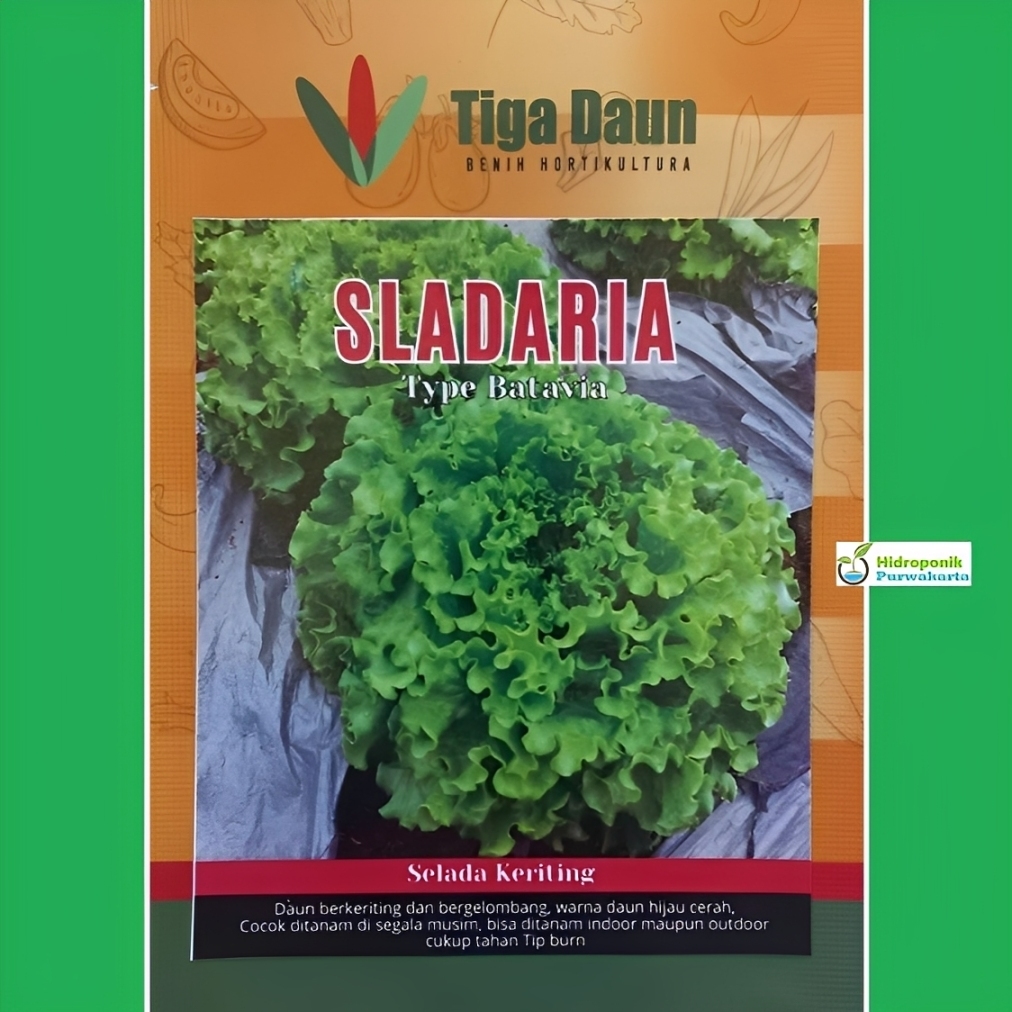 Jual Benih Selada Batavia SLADARIA Selada Keriting Selada hijau Tipe ...