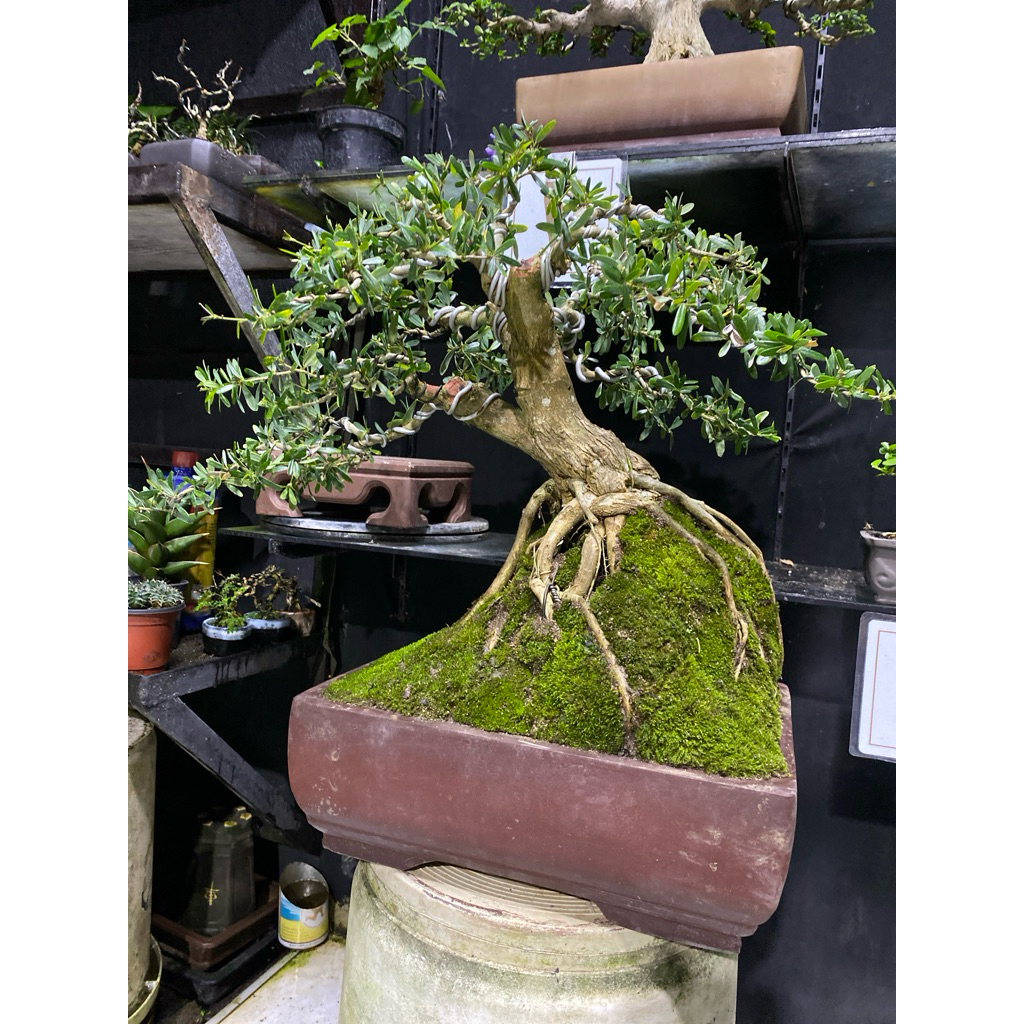 Jual bonsai sakura micro | Shopee Indonesia