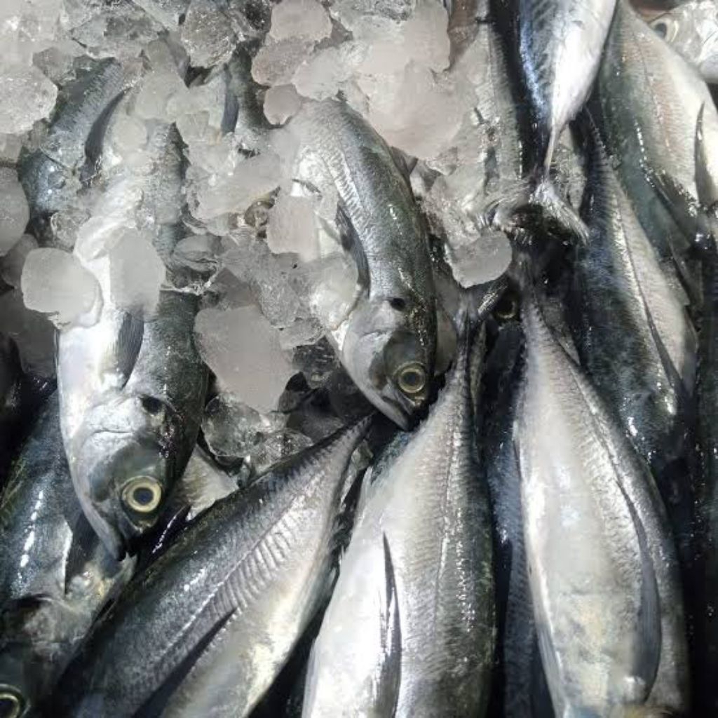 Jual Ikan Caru / Ikan Tegang Ekor (Ikan Segar) (Seafood Segar) | Shopee ...