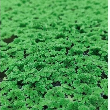 Jual Bibit azolla super 500 gram pakan ikan/ ternak/ unggas/pupuk ...
