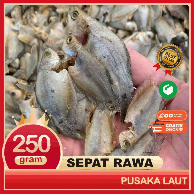 Jual Ikan Asin Sepat Rawa Super Premium 250 Gram | Shopee Indonesia