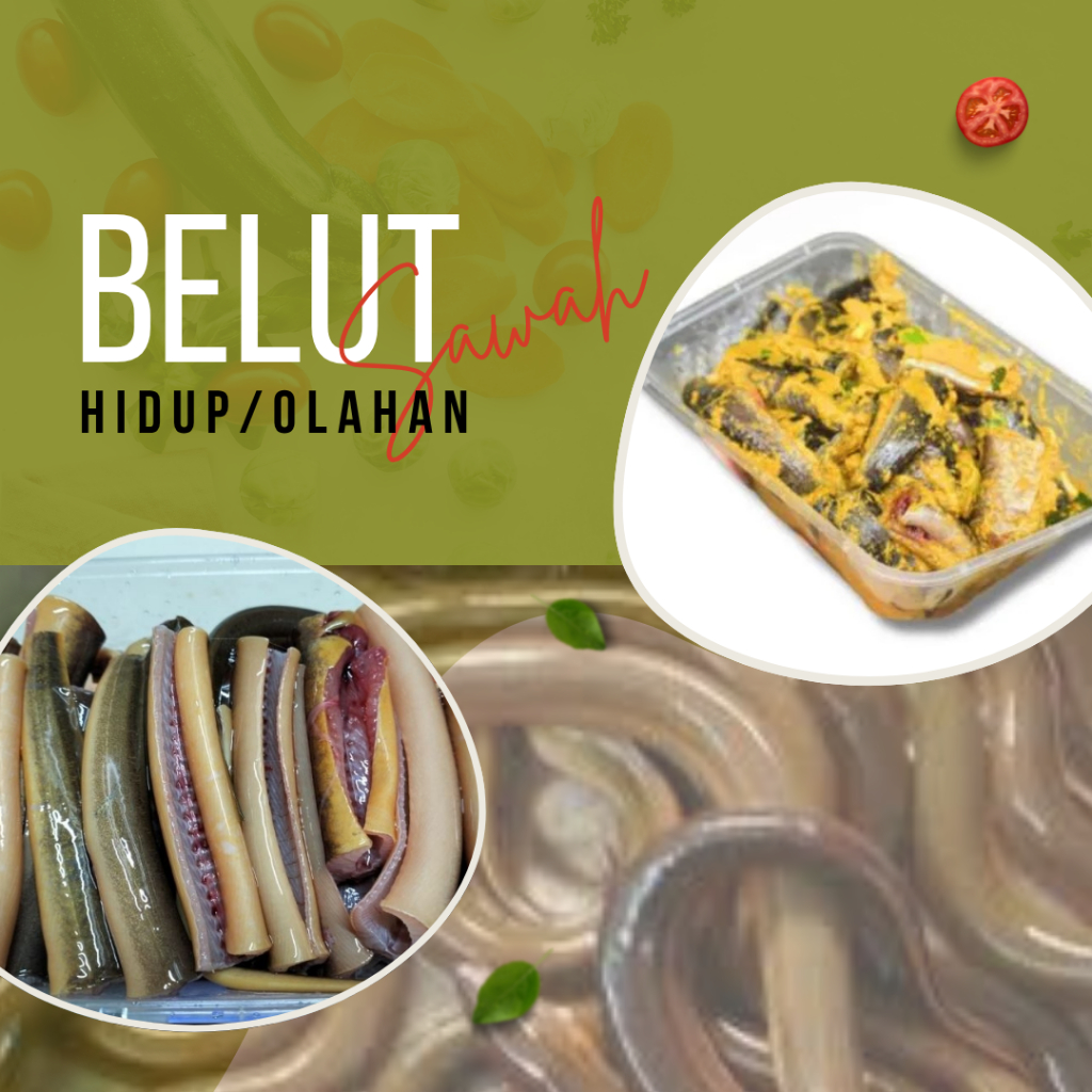 Jual Belut Sawah Hidup / Segar / Bumbu Kuning siap Masak | Shopee Indonesia