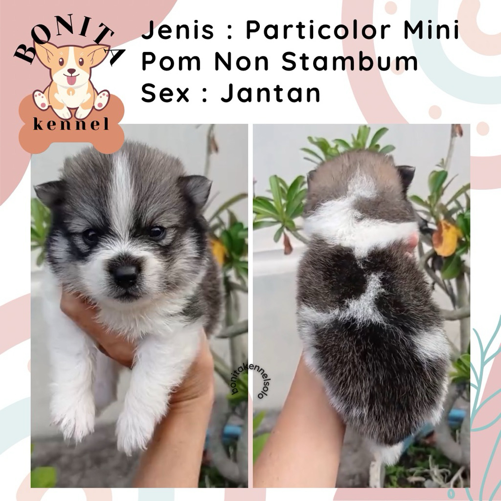 Jual Mini Pom Non Stambum Jantan Betina Particolor Sable Anak Anjing ...