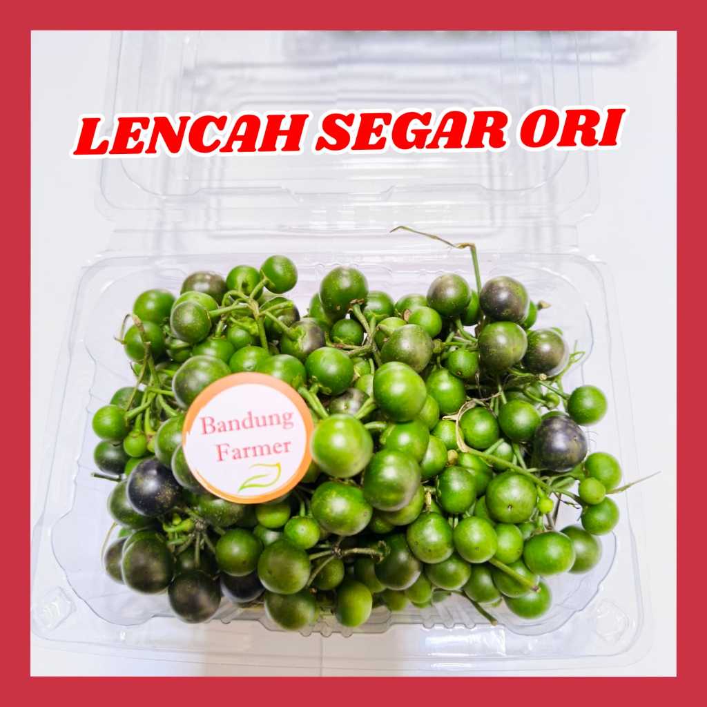 Jual Lencah Sayur / Sayur Leunca 100 gram sayur leunca asli ciwidey ...