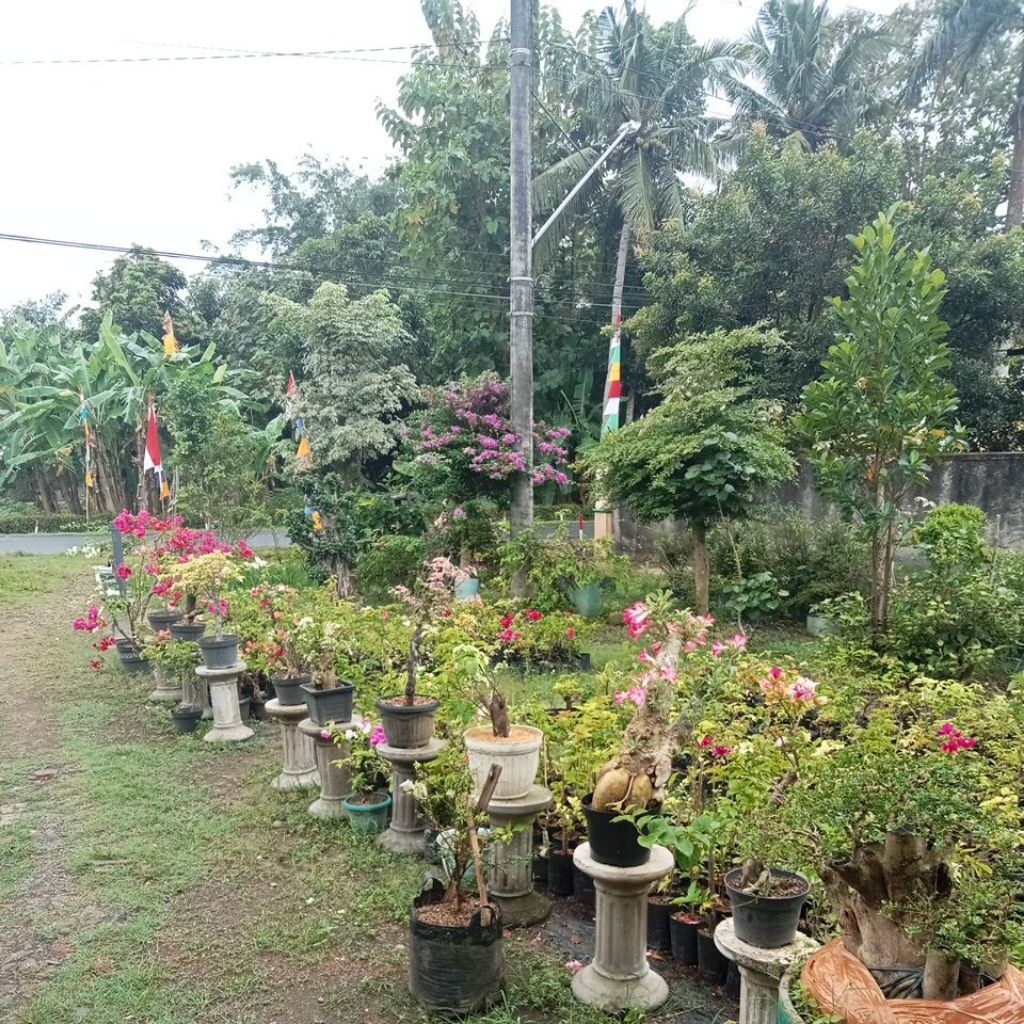 Jual Bougenville 3 warna | Shopee Indonesia
