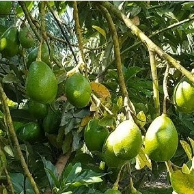 Jual entres alpukat roro subaka - pucuk tunas alpukat roro subaka ...