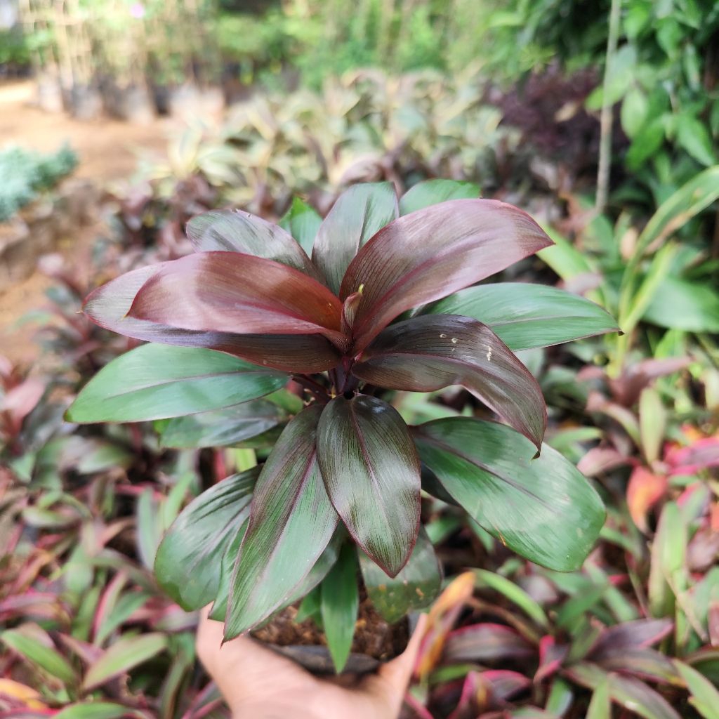 Jual tanaman hias hanjuang mini, hanjuang merah cantik | Shopee Indonesia