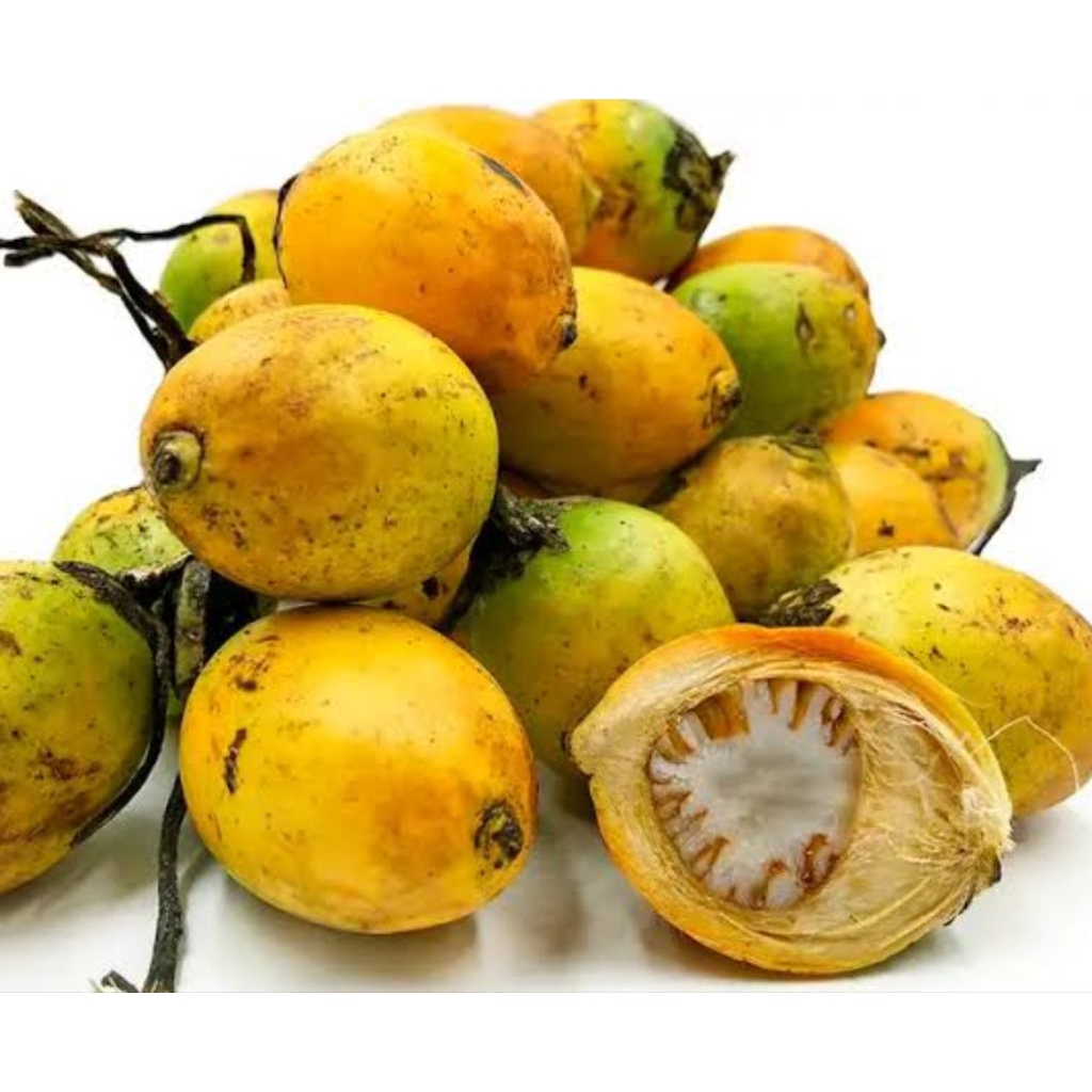 Jual buah pinang tua segar 1kg | Shopee Indonesia