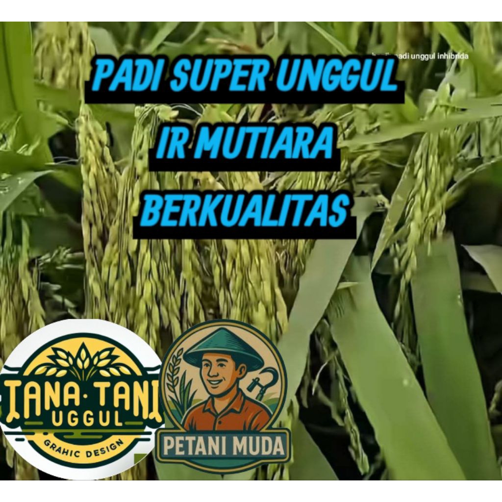 Jual BENIH PADI SUPER UNGGUL VARIETAS IR MUTIARA BERBOBOT/1KG | Shopee ...