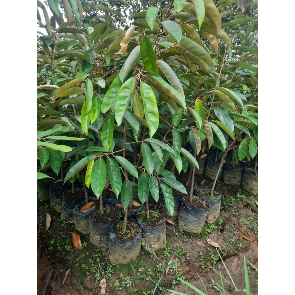 Jual bibit premium jenis SUPER TEMBAGA pot 25 tinggi 80cm | Shopee ...