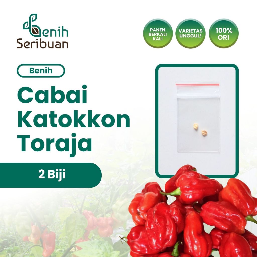 Jual Benih Seribuan - 2 Bibit Cabe Katokkon Toraja Super Unggul ...