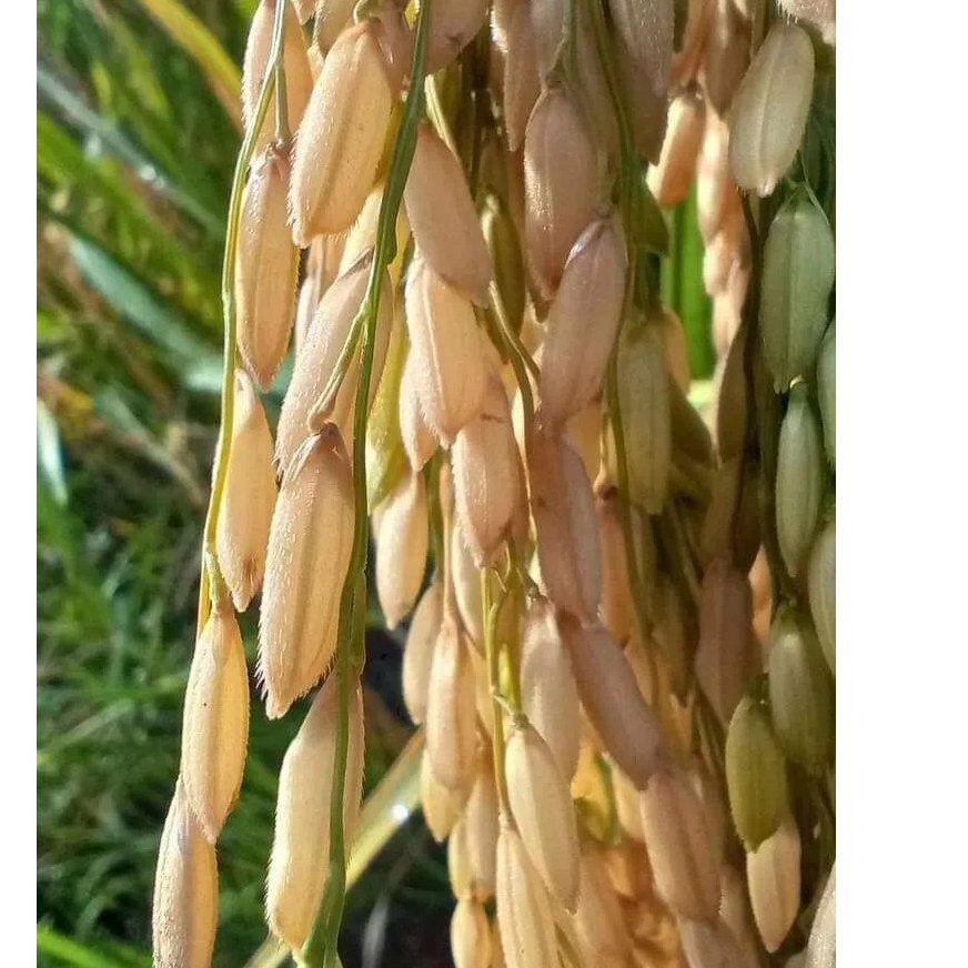 Jual Gabah Padi Kolosebo Ori 5kg | Shopee Indonesia