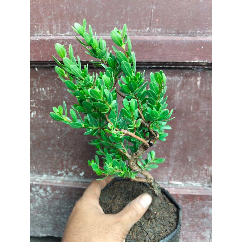 Jual (sesuai gambar)santigi karang | Shopee Indonesia