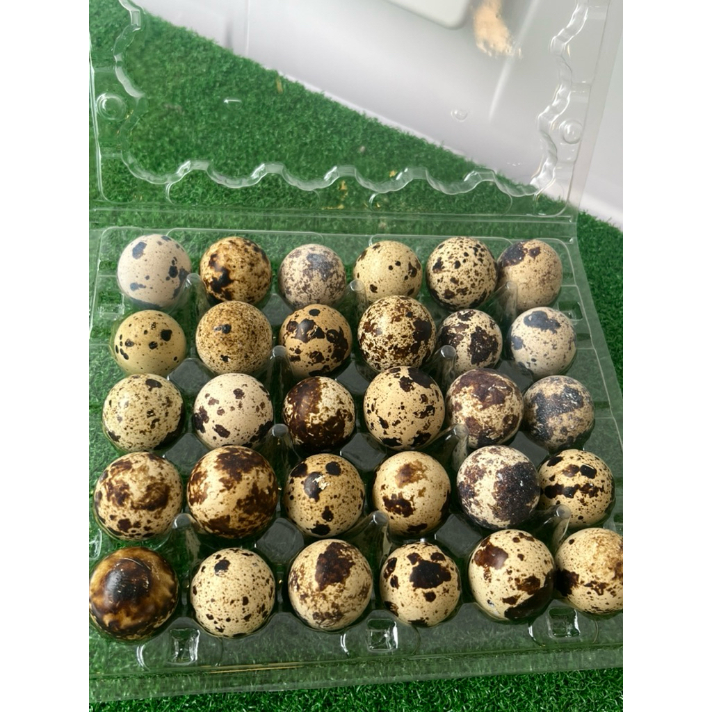 Jual Telur Puyuh Curah Isi 30 Butir | Shopee Indonesia