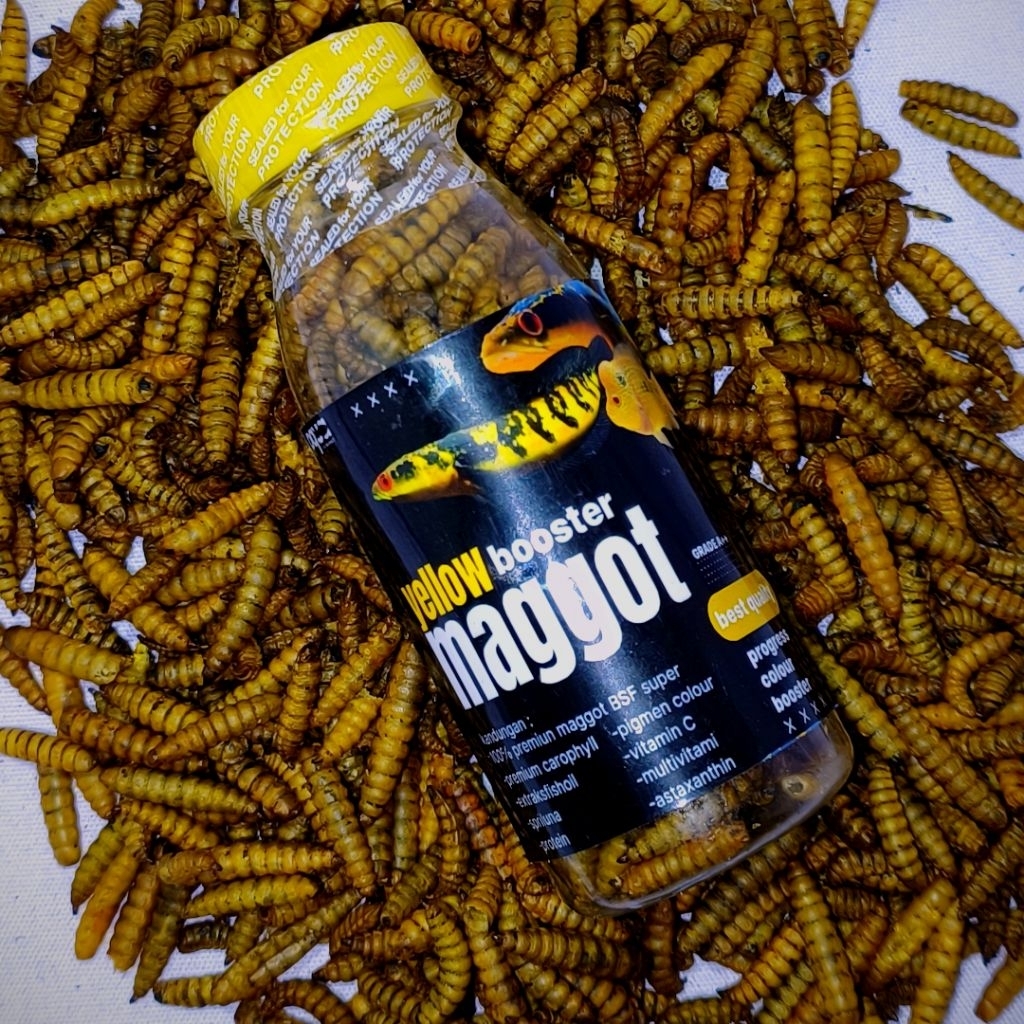 Jual MAGGOT YELLOW COLOR BOOSTER PROGRESS CHANNA MARU YELLOW SENTARUM ...