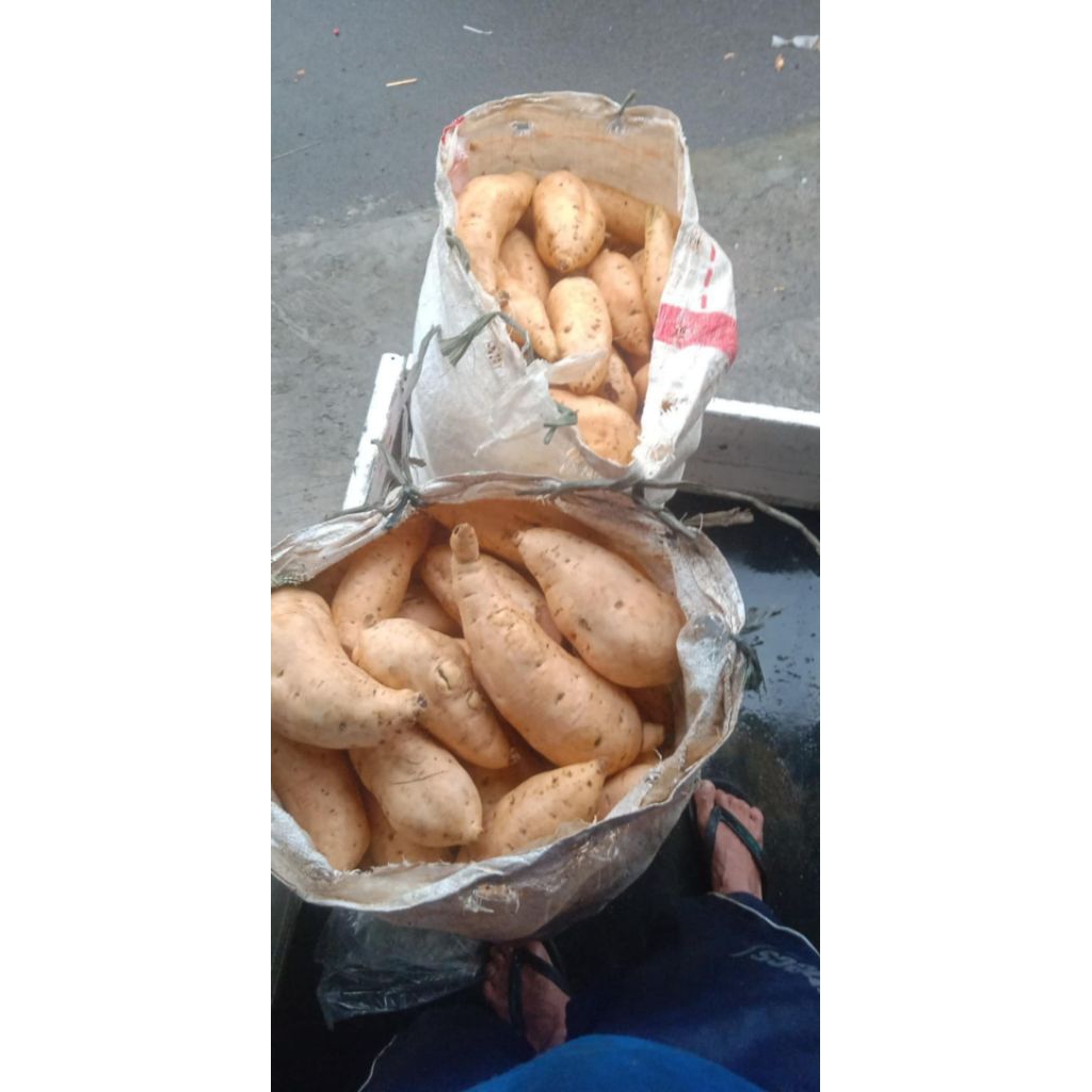 Jual ubi Cilembu mentahan 10kg | Shopee Indonesia