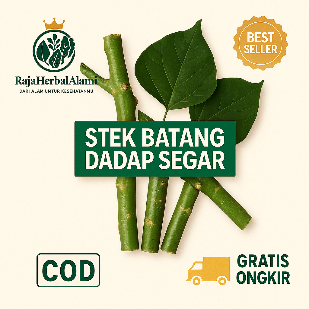 Jual Stek Batang Dadap Serep Segar Panjang 30cm Isi 5 Pcs Di Ambil ...