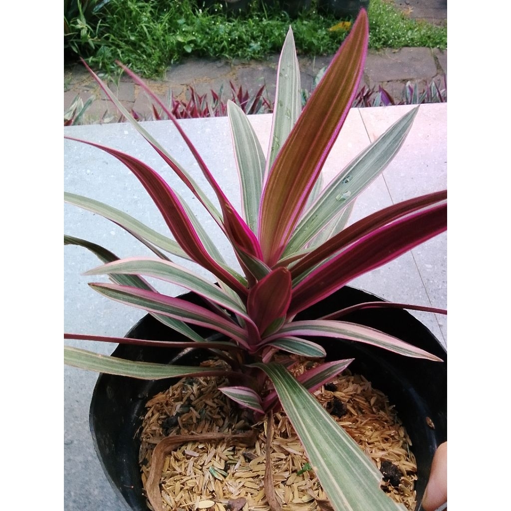 Jual Tanaman hias Adam Hawa, Adam Hawa variegata, Adam Hawa Tiga Warna ...