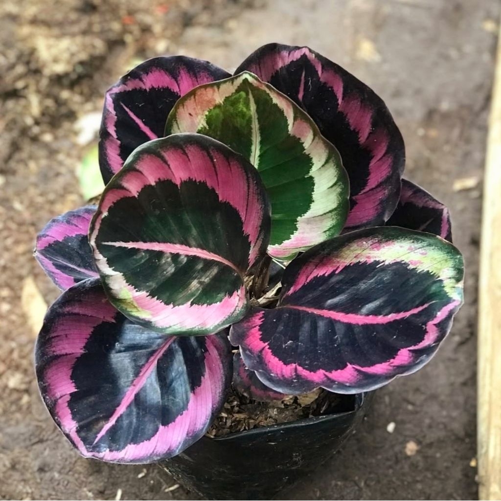 Jual Tanaman Hias Calathea Pink Jessy Bunga Hias Calathea Calanthea ...