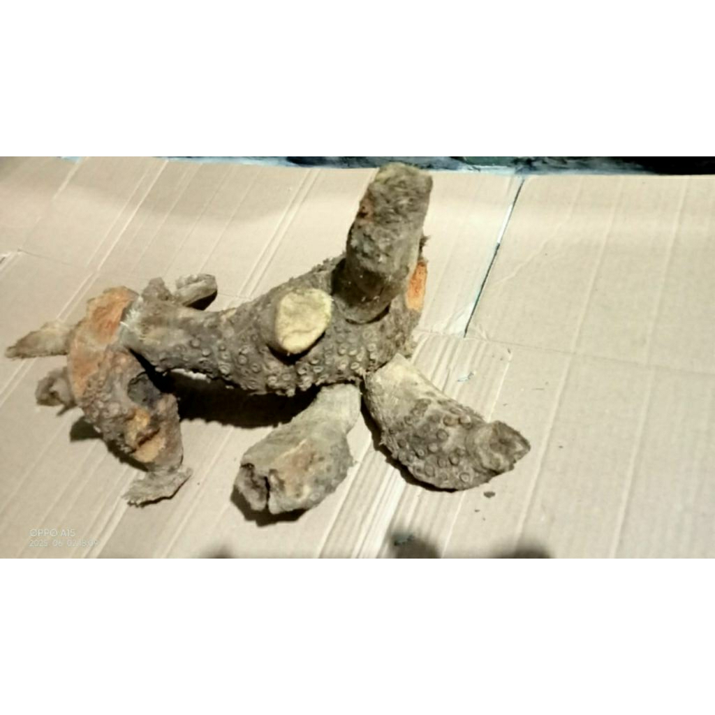 Jual Bongol bambu unik size 35x25 | Shopee Indonesia