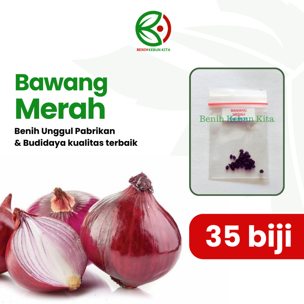 Jual Benih Bibit Tanaman Sayuran Bawang Bombay Merah Onion Red Burgundy ...