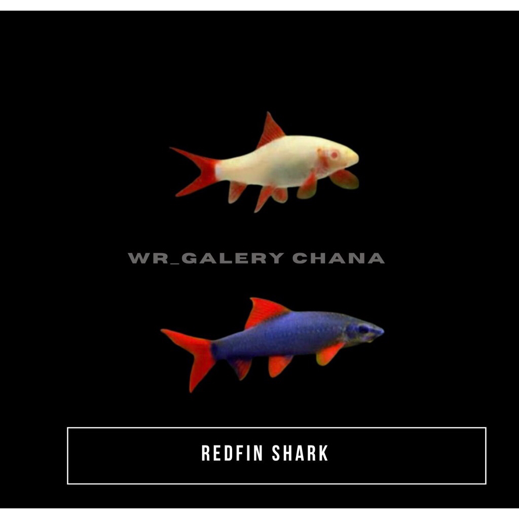 Jual Redfin Shark Pembersih Lumut Aquarium | Shopee Indonesia