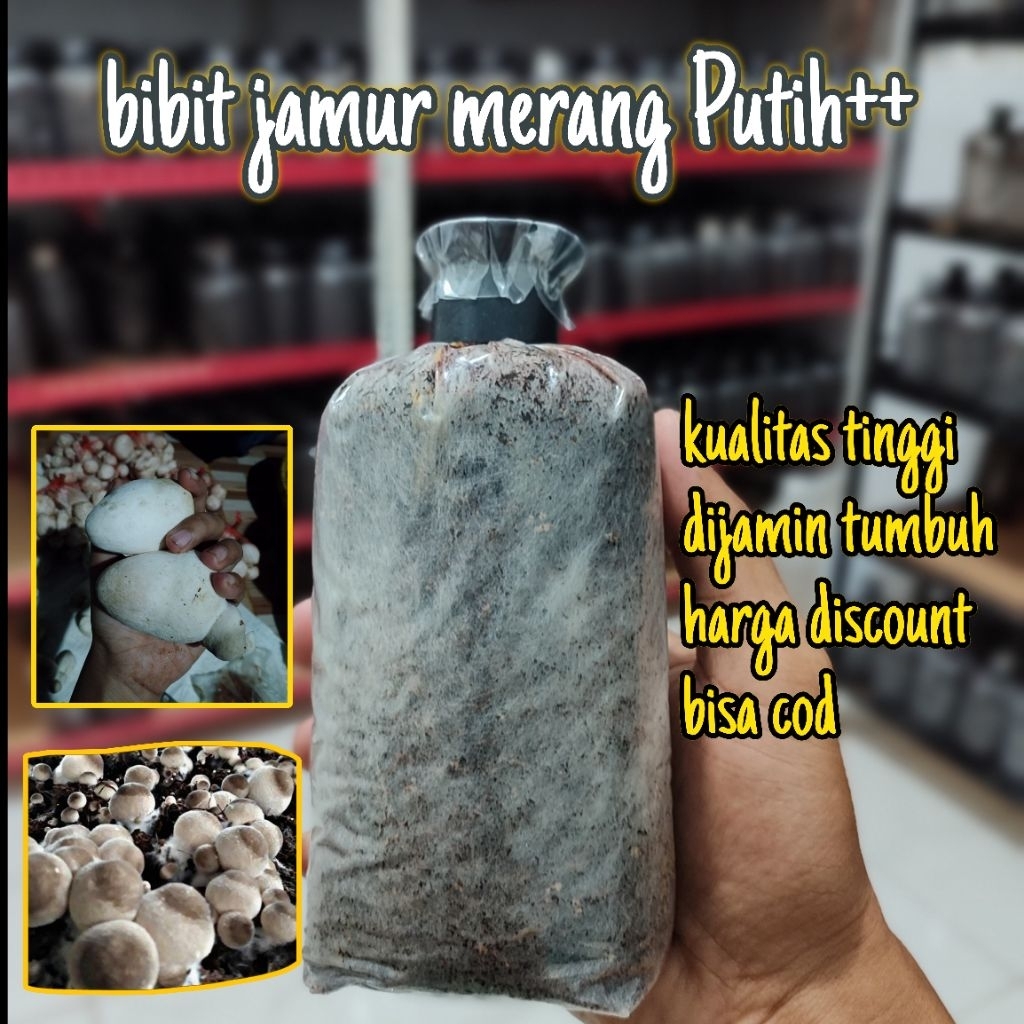 Jual Bibit jamur merang (farietas Putih) | Shopee Indonesia
