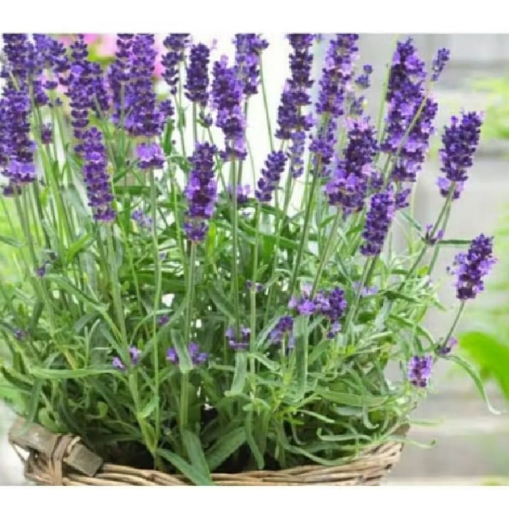 Jual bibit bunga lavender siap tanam(beli5 gratis 1) | Shopee Indonesia