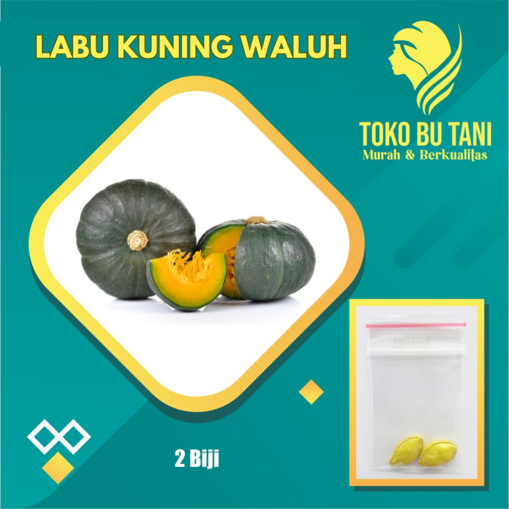 Jual Benih Buah Labu Kuning Waluh Bibit Buah Labu Kuning Waluh Benih ...