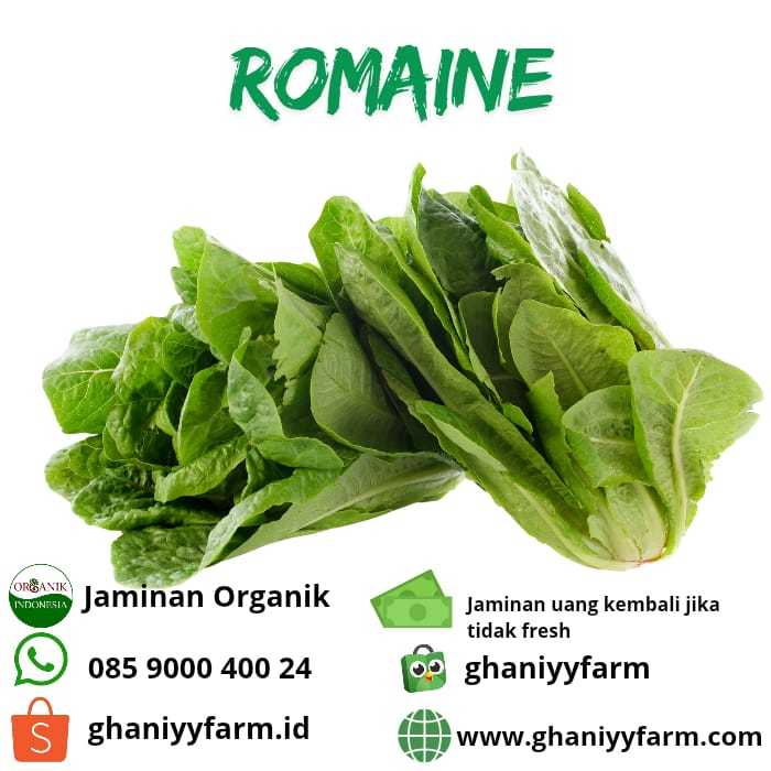 Jual Sayur Organik Lettuce Selada Romaine Sehat Murah Fresh Segar ...