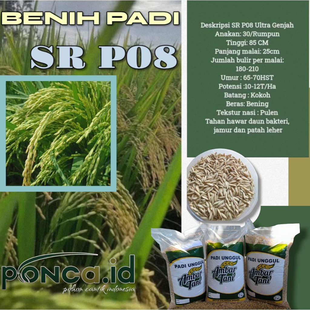 Jual BIBIT PADI SR P08 kemasan 5kg | Shopee Indonesia