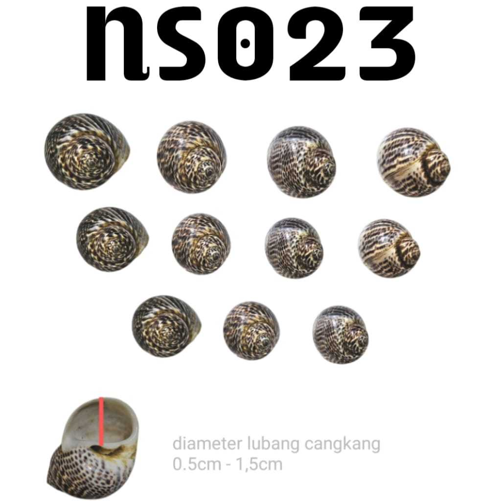 Jual NS023 SHELL HERMIT CRAB CANGKANG KELOMANG RUMAH KEONG UMANG KUMANG ...