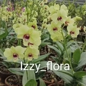 Jual Anggrek Dendrobium Jade Junior Dewasa Spike atau knop Realpict ...