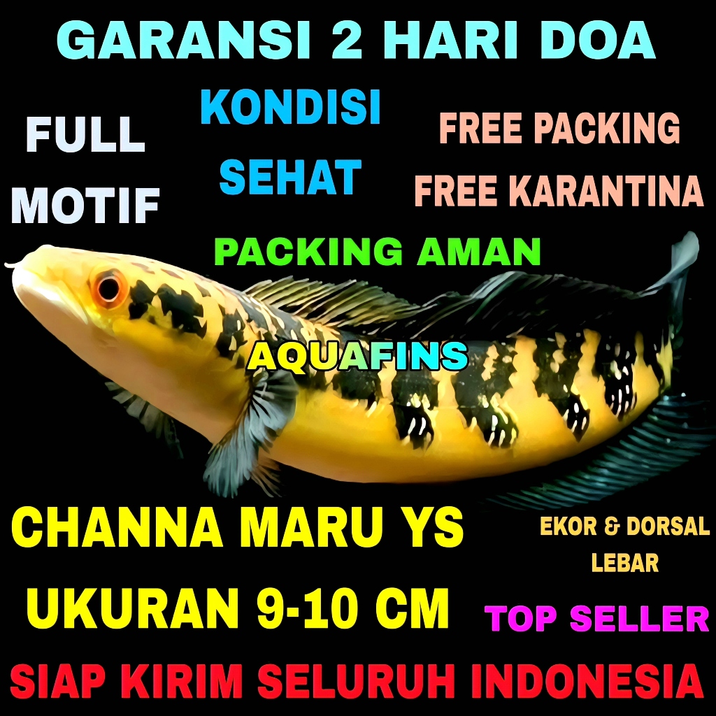 Jual HIASAN SNAKEHEAD CHANNA GABUS MARU YELLOW SENTARUM UKURAN 9-10 CM ...