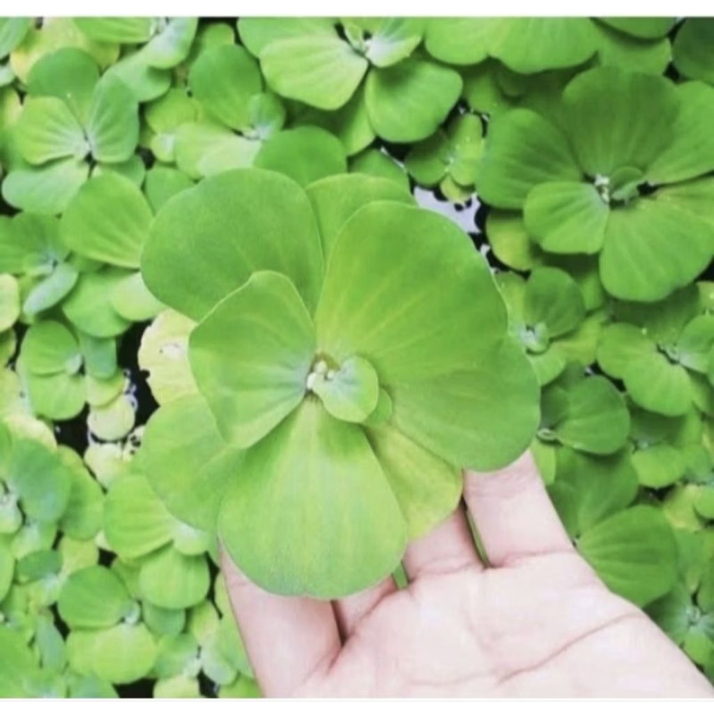 Jual Apu Apu Mini Fresh Di Ambil Dadakan | Shopee Indonesia