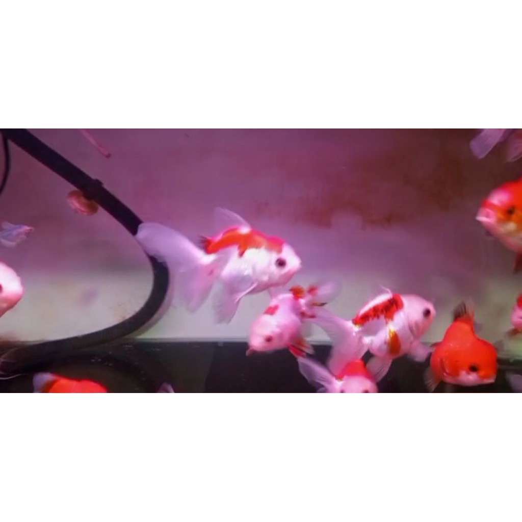 Jual gold fish ( koki ) | Shopee Indonesia